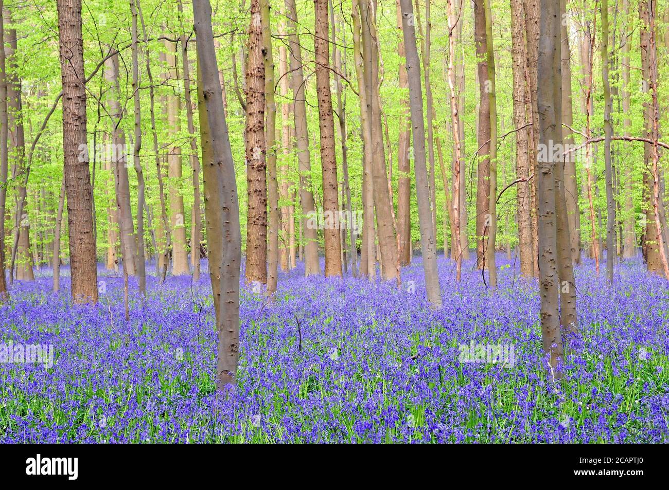 A carpet of bluebells in the Hallerbos in Belgium Stock Photo - Alamy