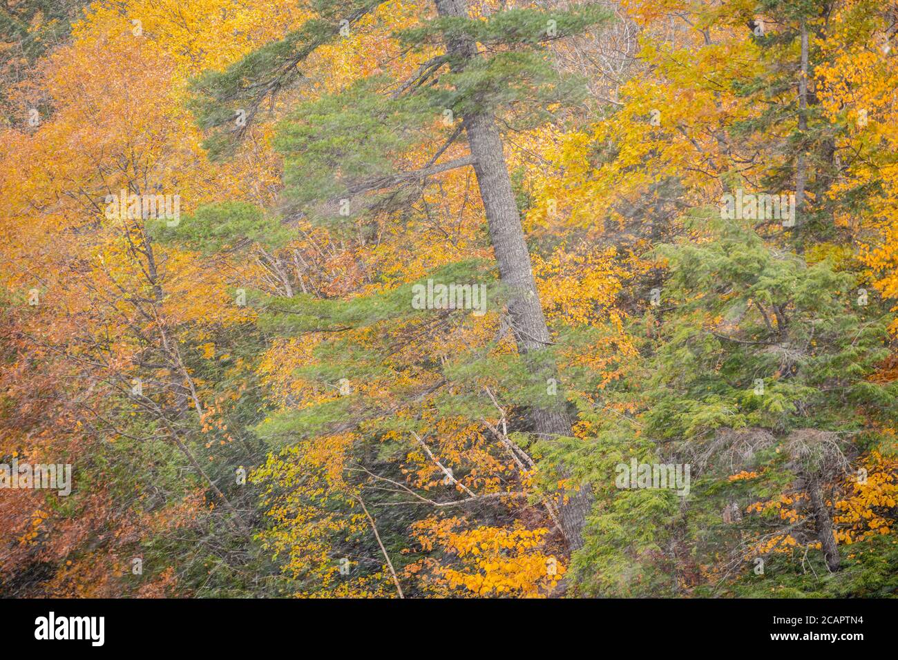 Autumn trees in a snowsquall, Algoma District, Batchawana Bay, Ontario ...