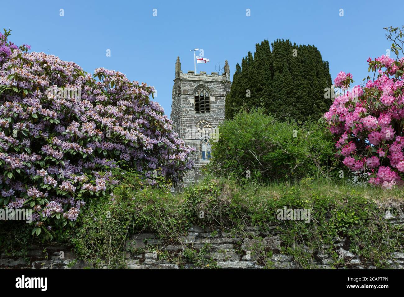 Parish Church of St. Neot peeping through flowering oleander, Cornwall ...