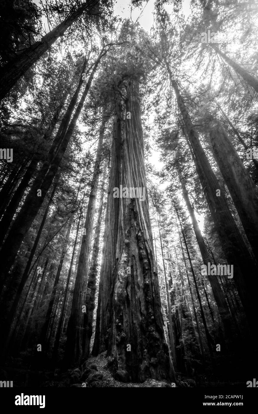 Giant sequioa trees in the Redwood Forest National and State Park ...