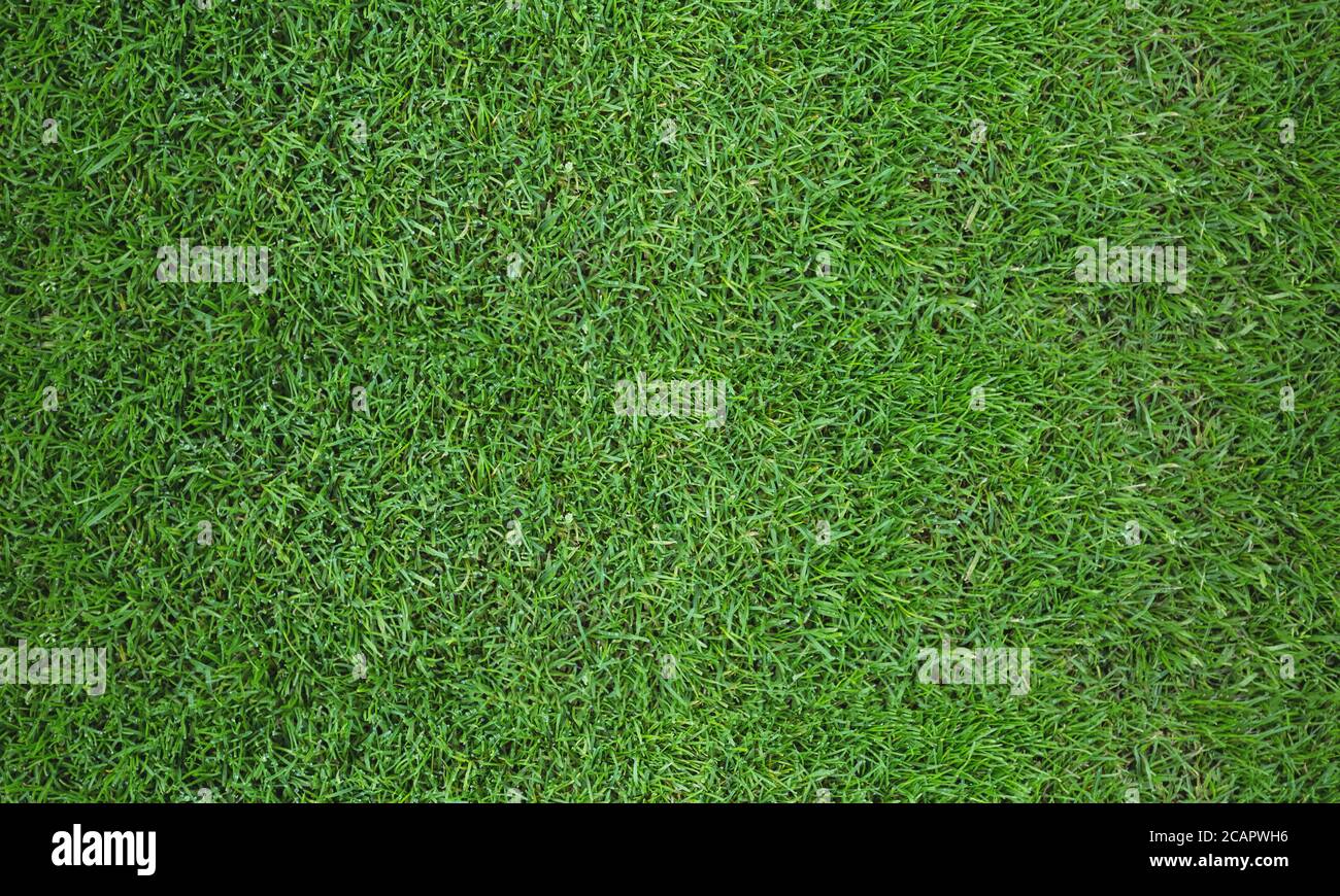 Texture fresh spring grass field Photo background Stock Photo - Alamy