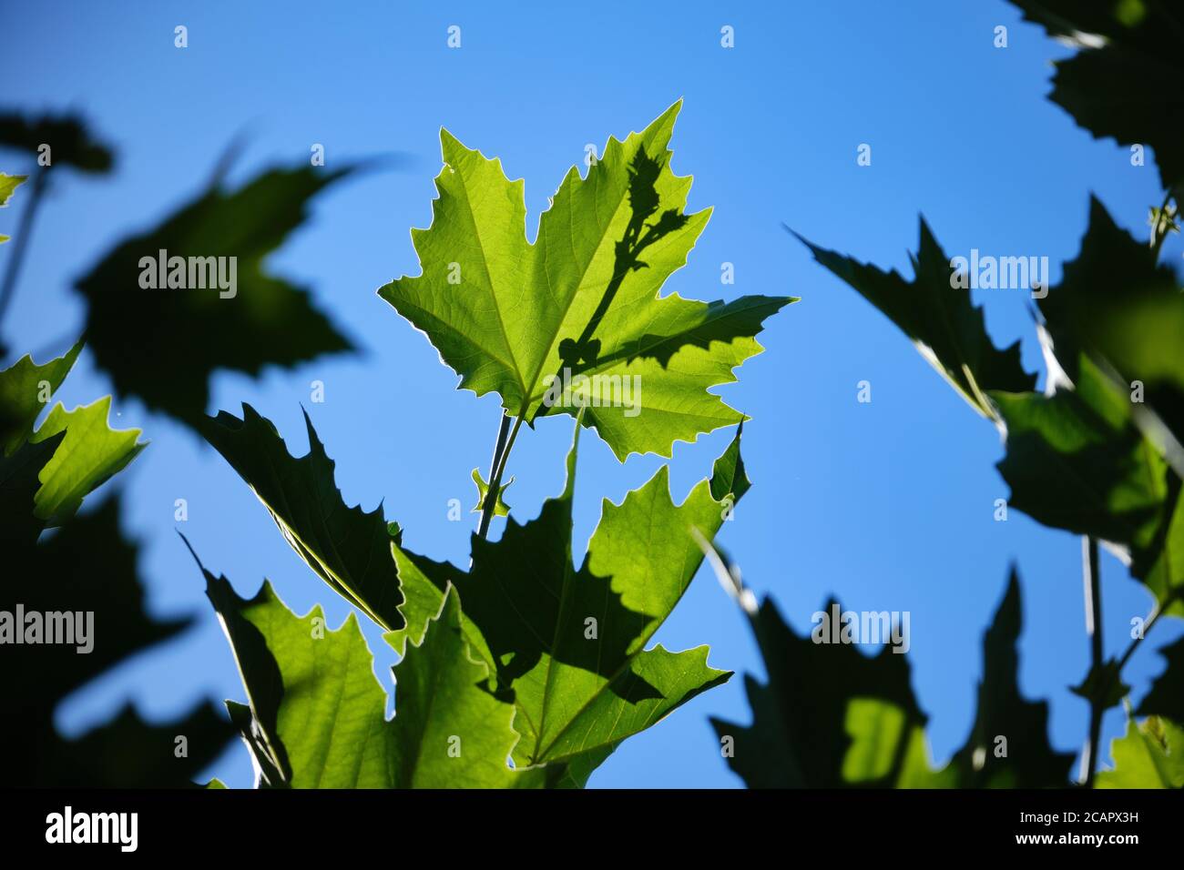 Fresh green leaves of plane tree against summer blue sky. Selective ...