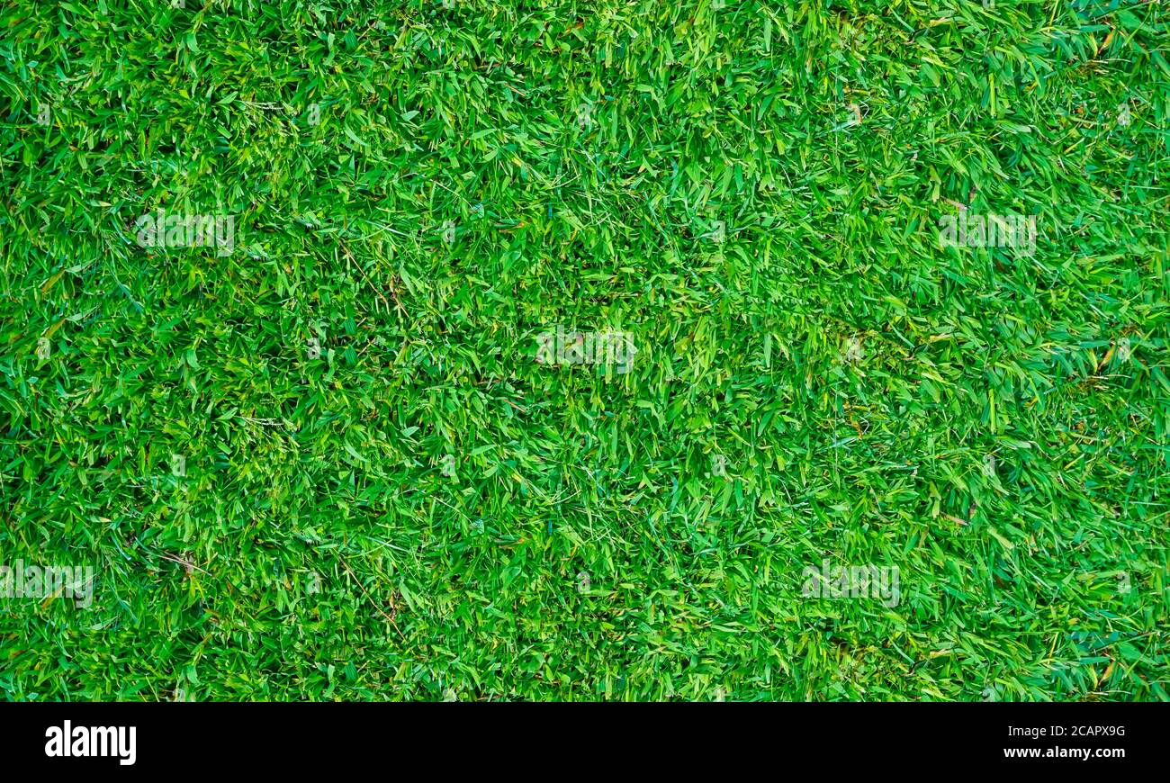 Texture fresh spring grass field Photo background Stock Photo - Alamy