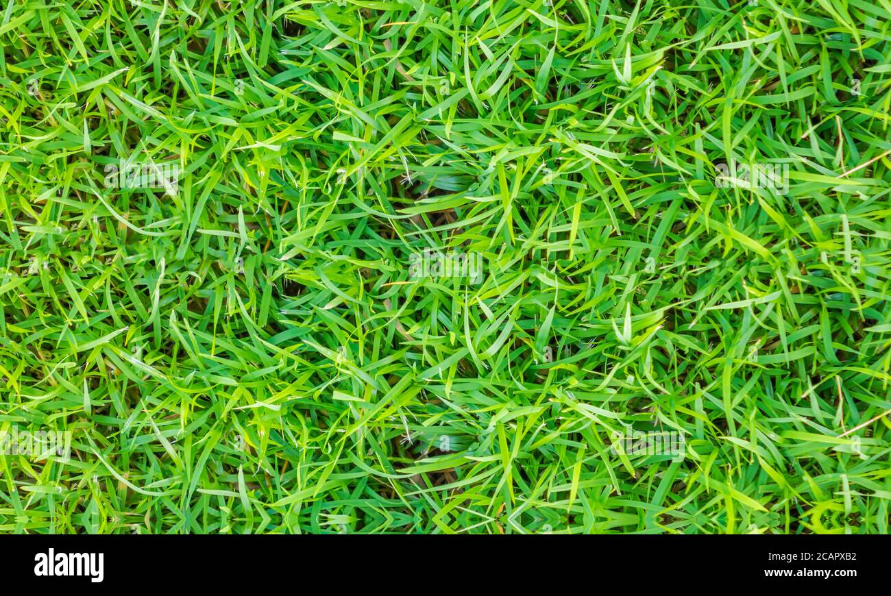 Texture fresh spring grass field Photo background Stock Photo - Alamy