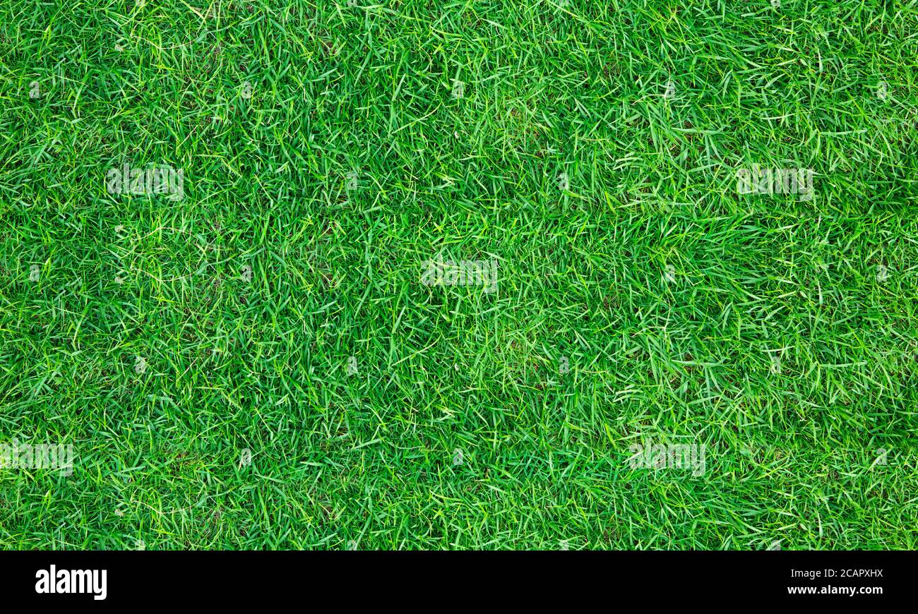 Texture fresh spring grass field Photo background Stock Photo - Alamy