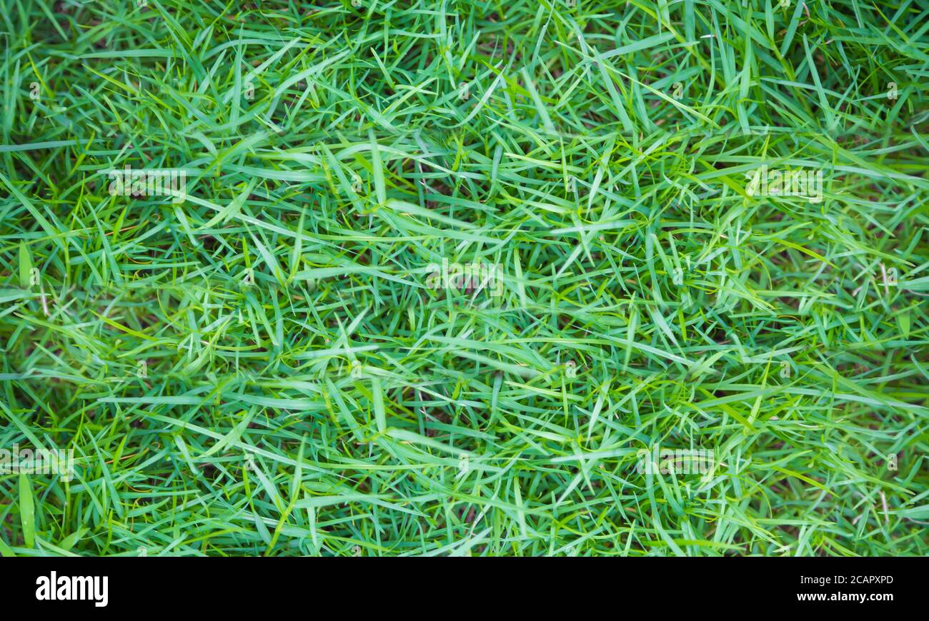 Texture fresh spring grass field Photo background Stock Photo - Alamy