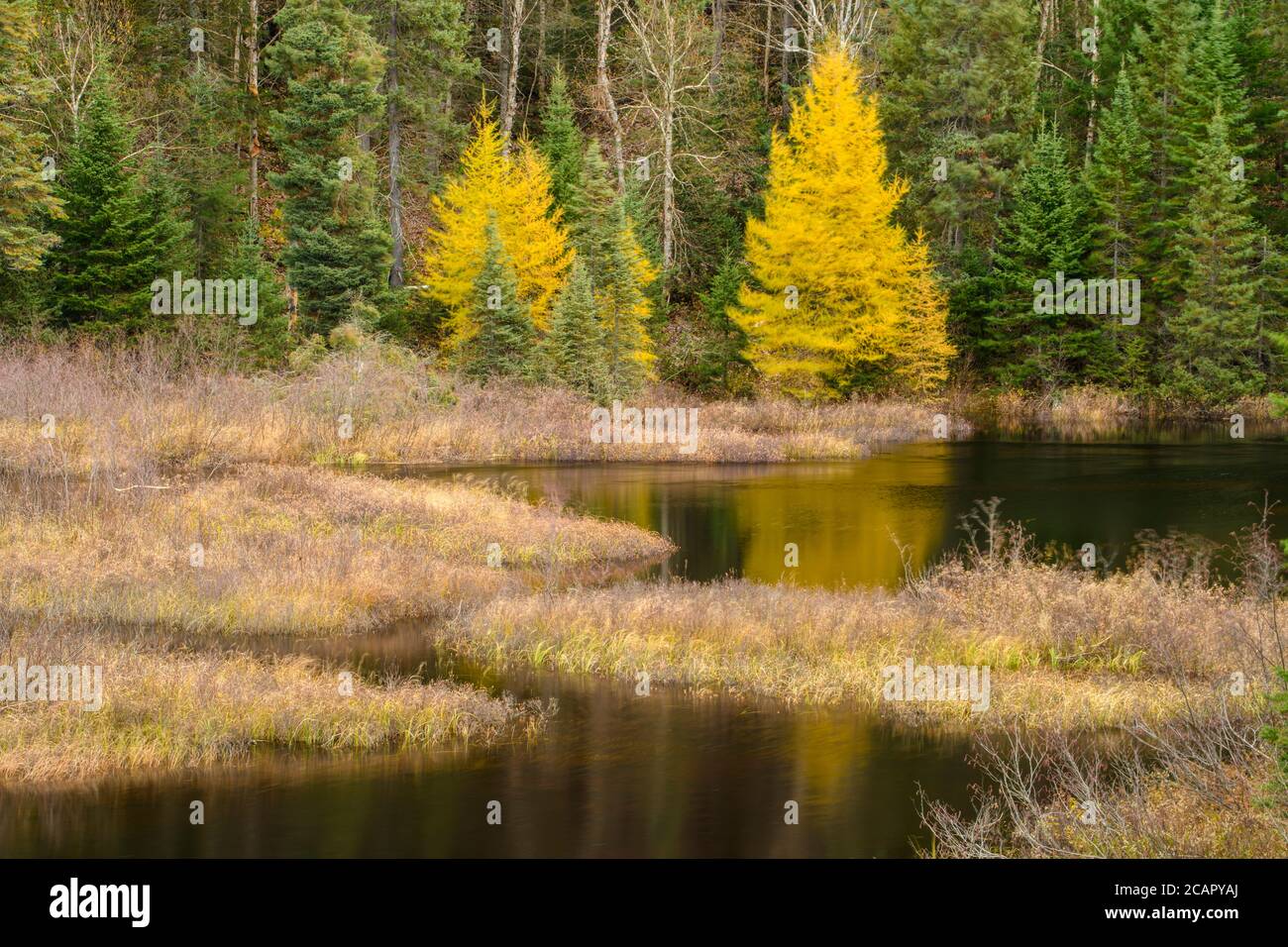 Eastern larch in autumn colour at the edge of a pond, Lake Superior ...