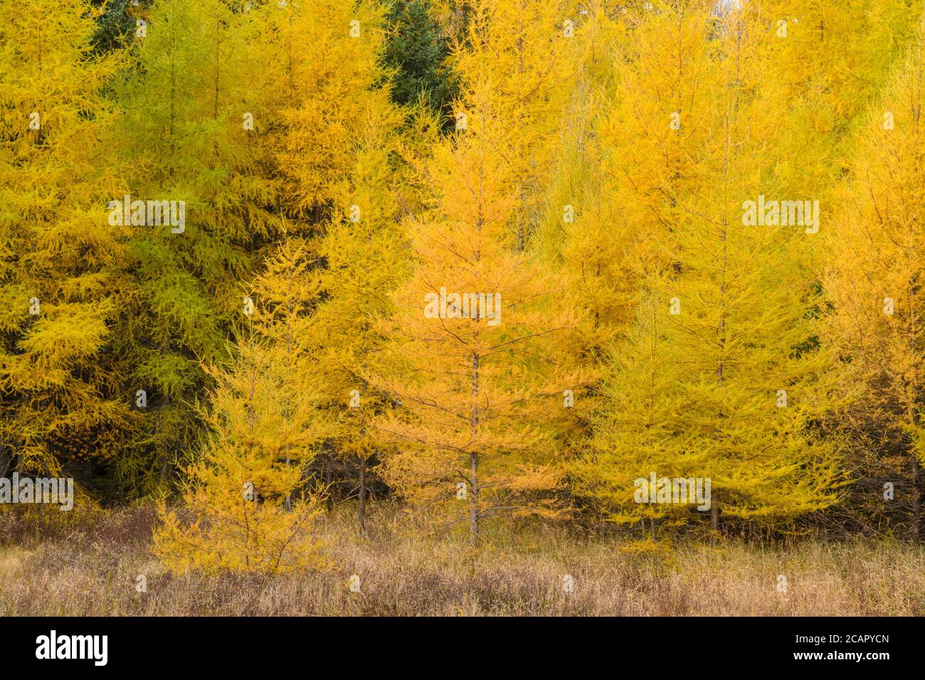 Eastern larch in autumn colour, Lake Superior Provincial Park, Ontario ...