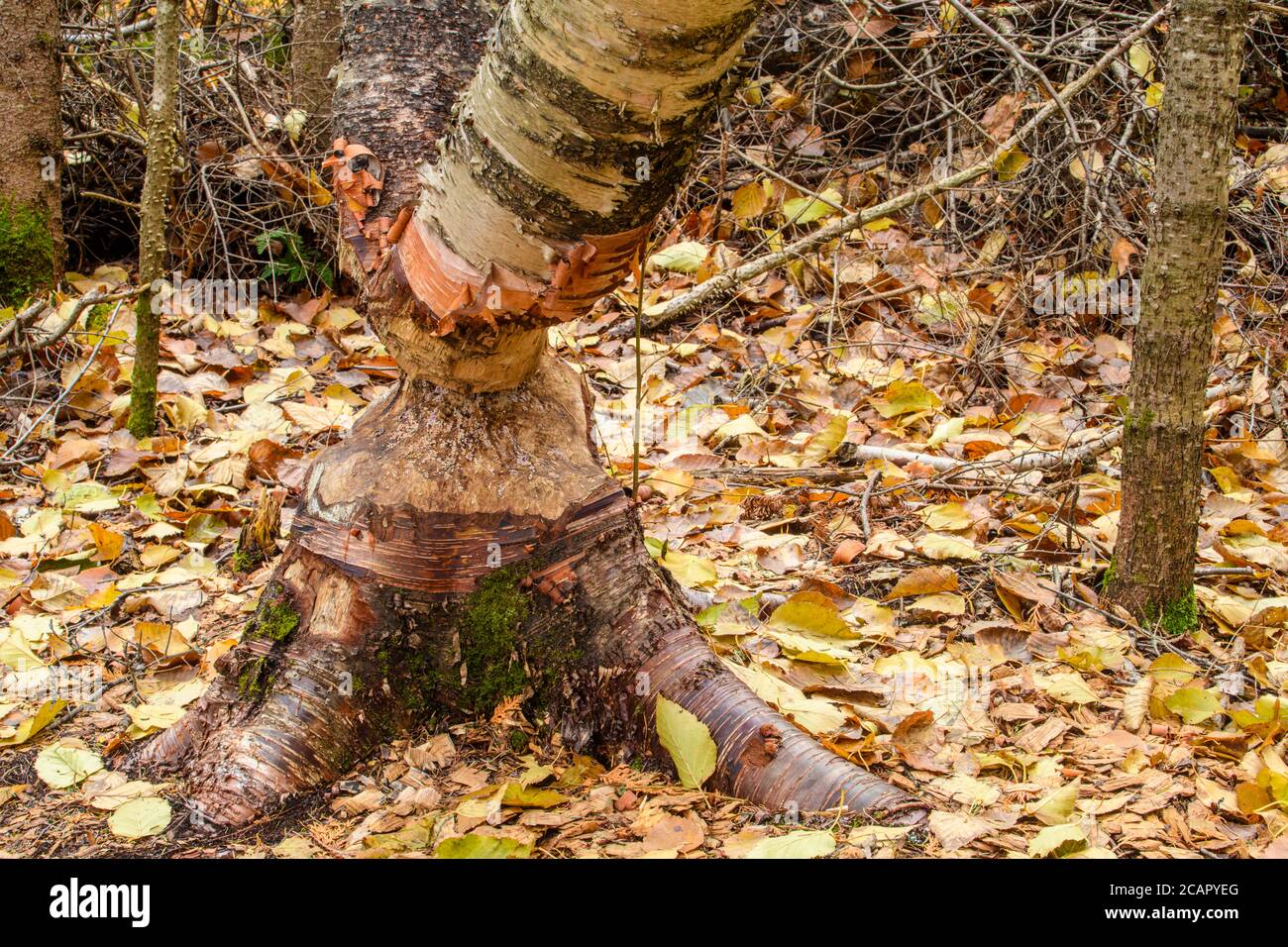 Birch trees partially felled by a beaver, Lake Superior Provincial Park ...