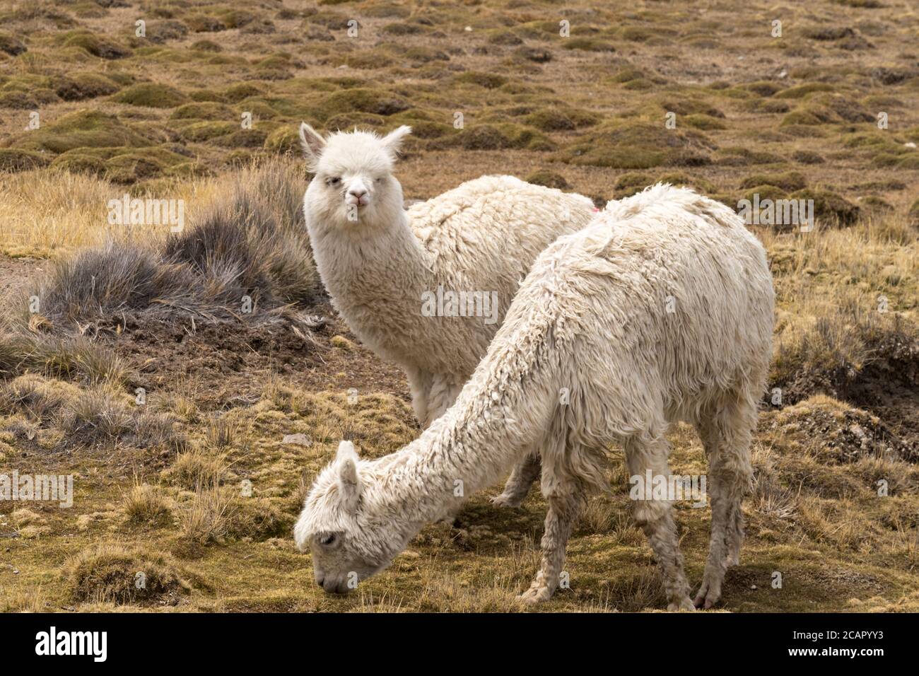 Peruvian alpaca in Andes Stock Photo - Alamy
