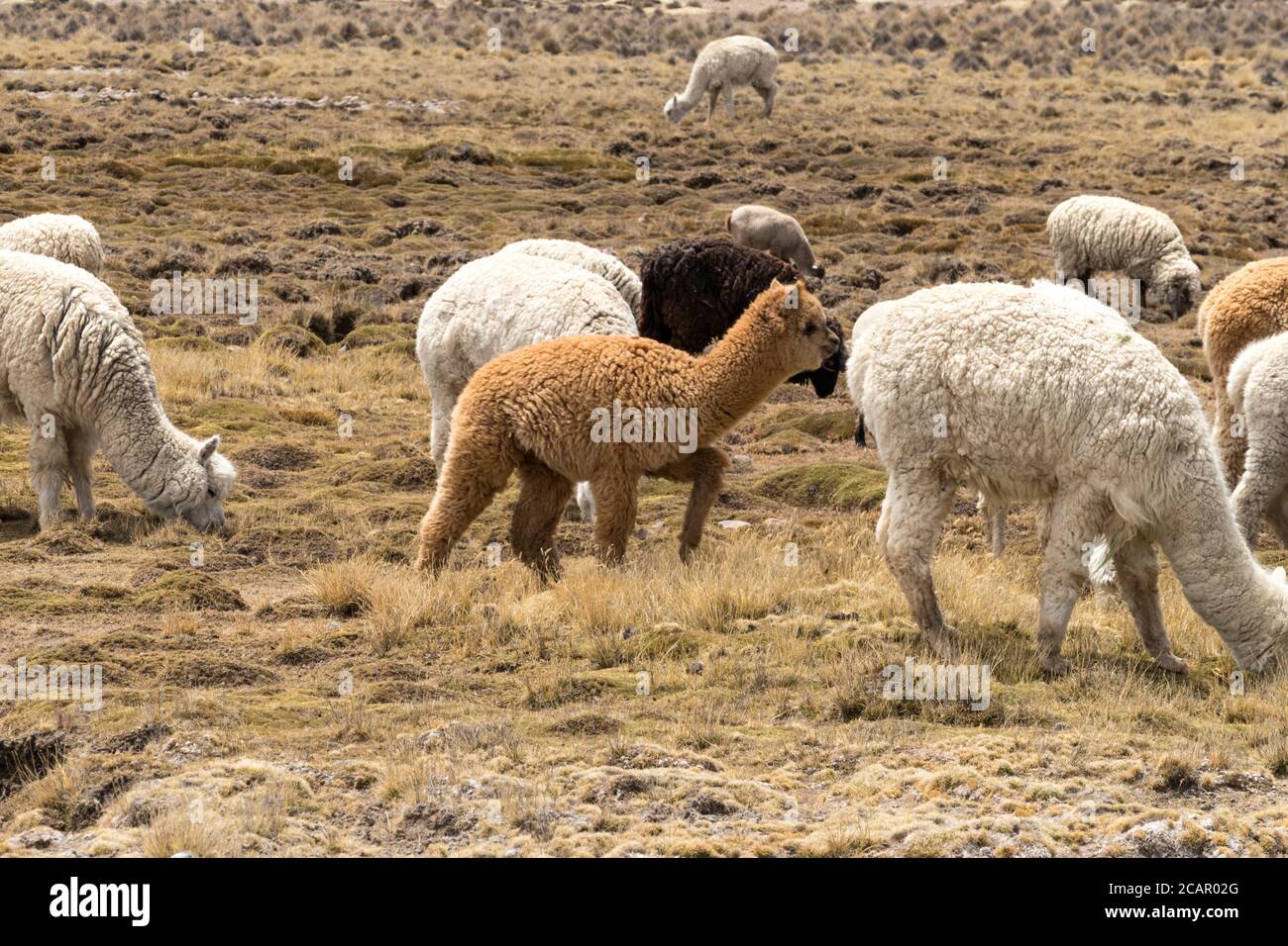 Peruvian alpaca in Andes Stock Photo - Alamy
