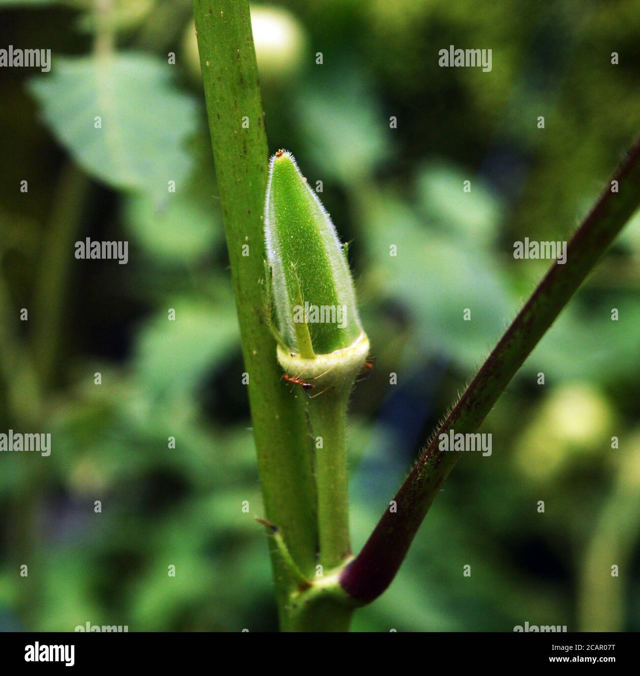 Lady finger farming hi-res stock photography and images - Alamy