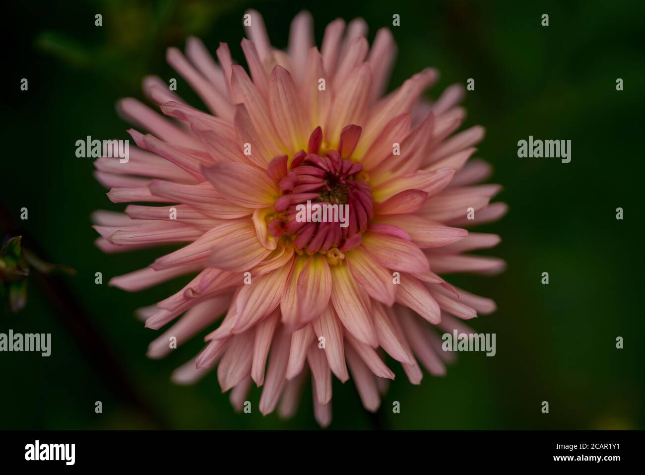 Preference High Resolution Stock Photography and Images - Alamy