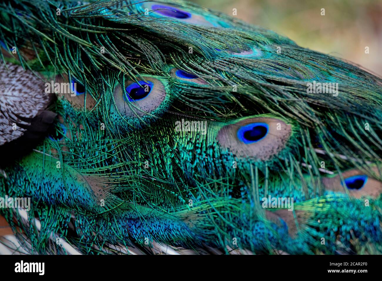 Peacock pattern hi-res stock photography and images - Alamy