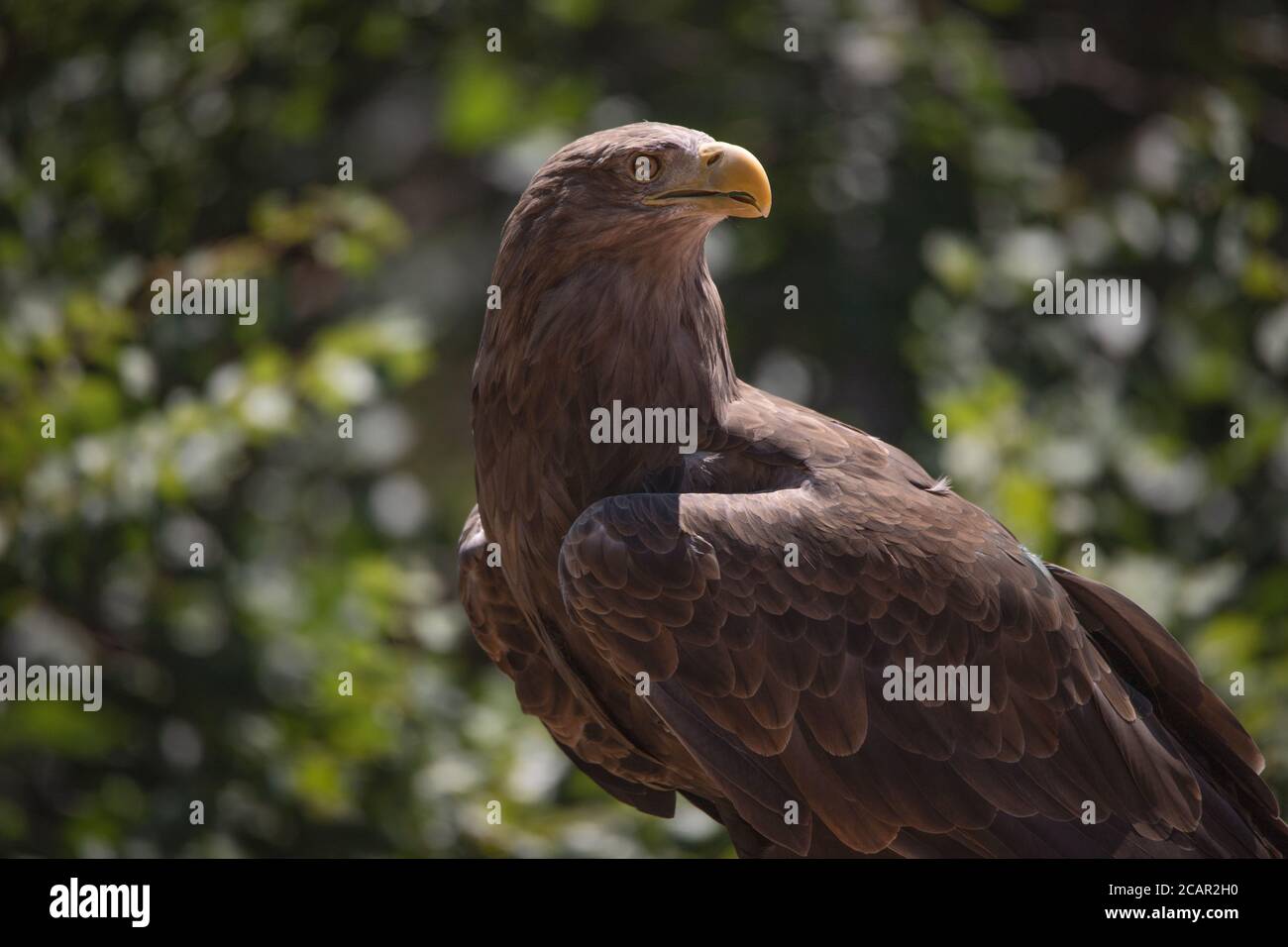 Forest eagle eye view hi-res stock photography and images - Alamy