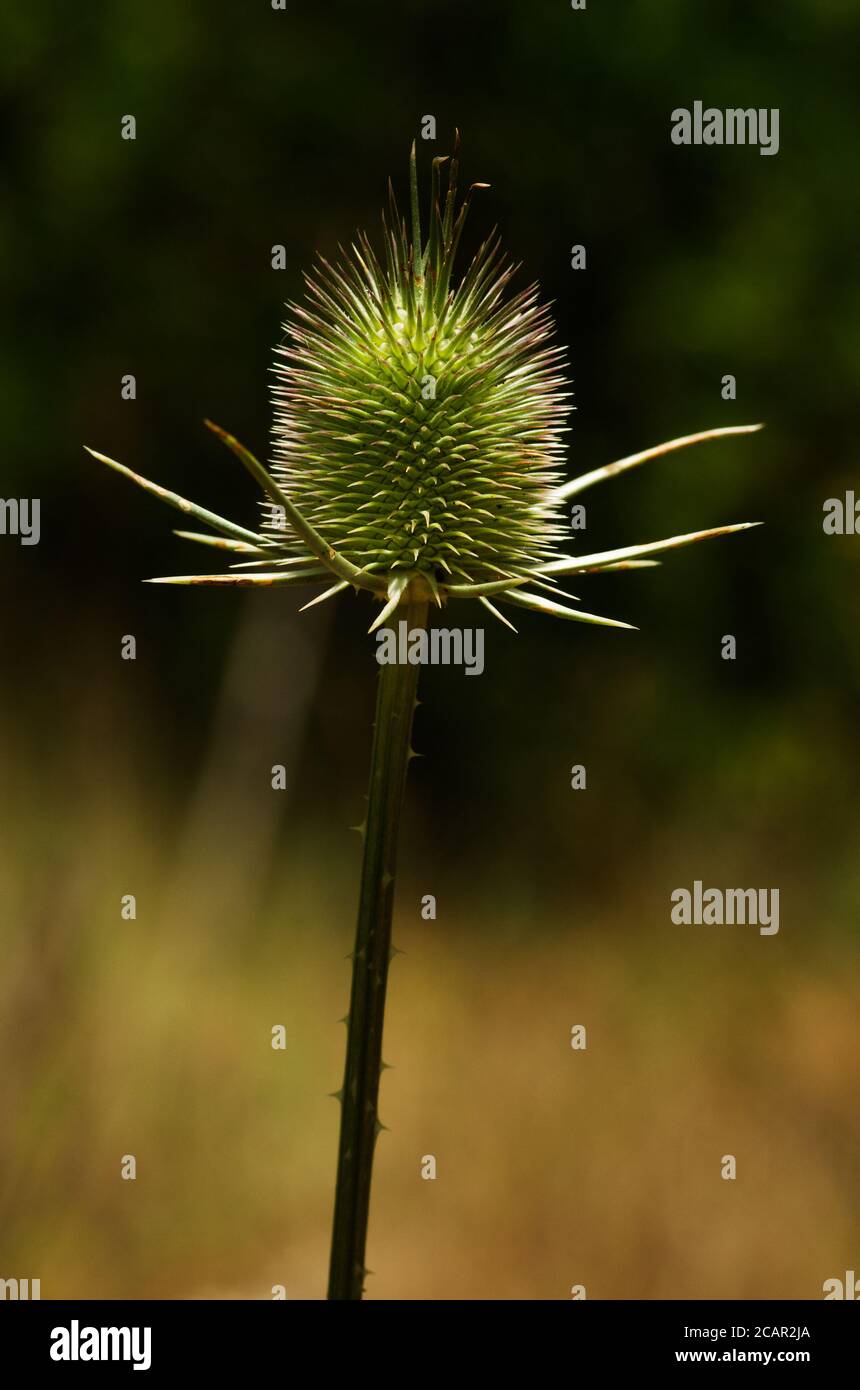 Comb over hi-res stock photography and images - Alamy