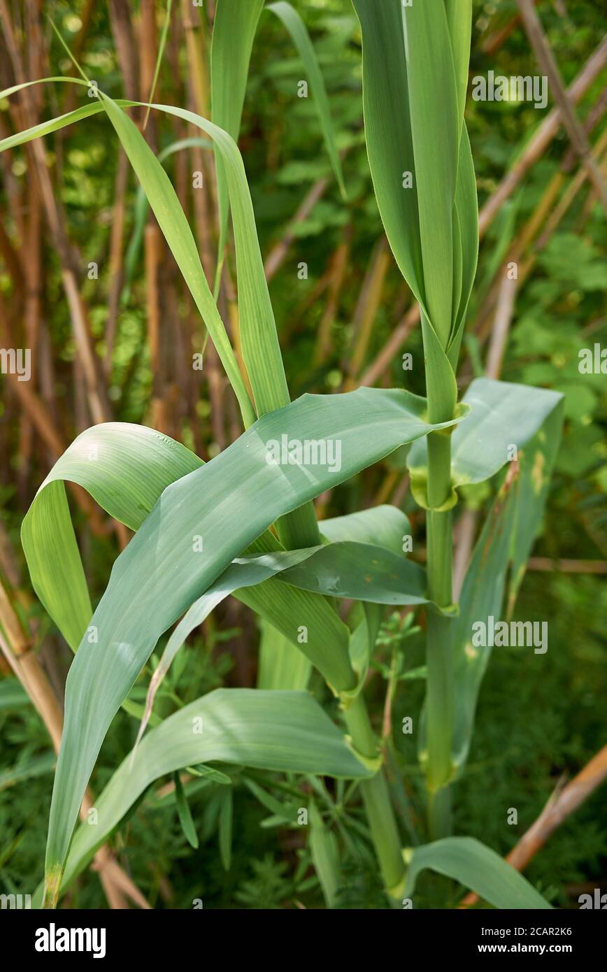 Carrizo cane hi-res stock photography and images - Alamy