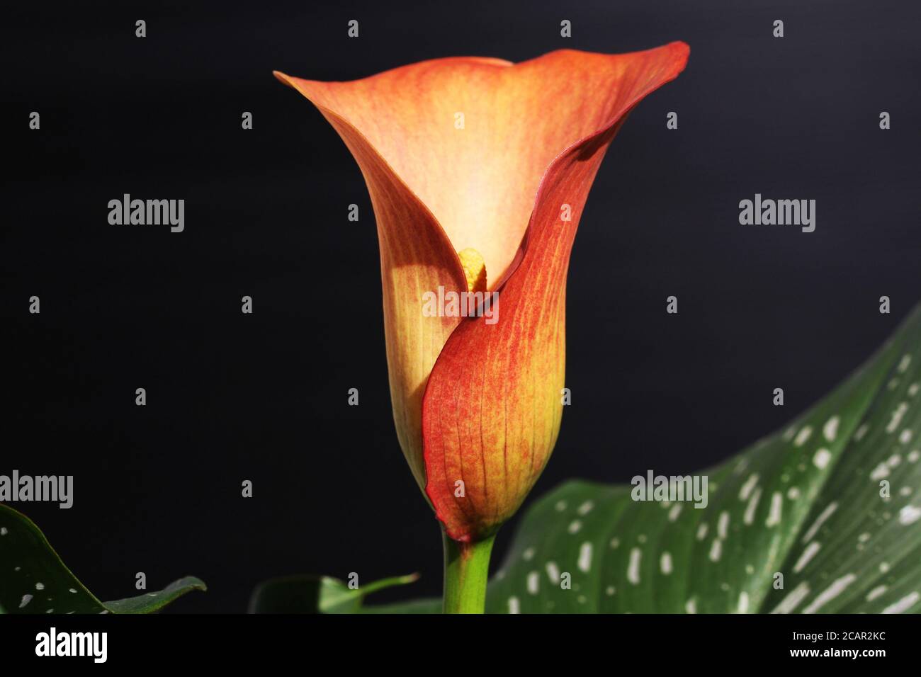calla zantedeschia albomaculata Stock Photo - Alamy