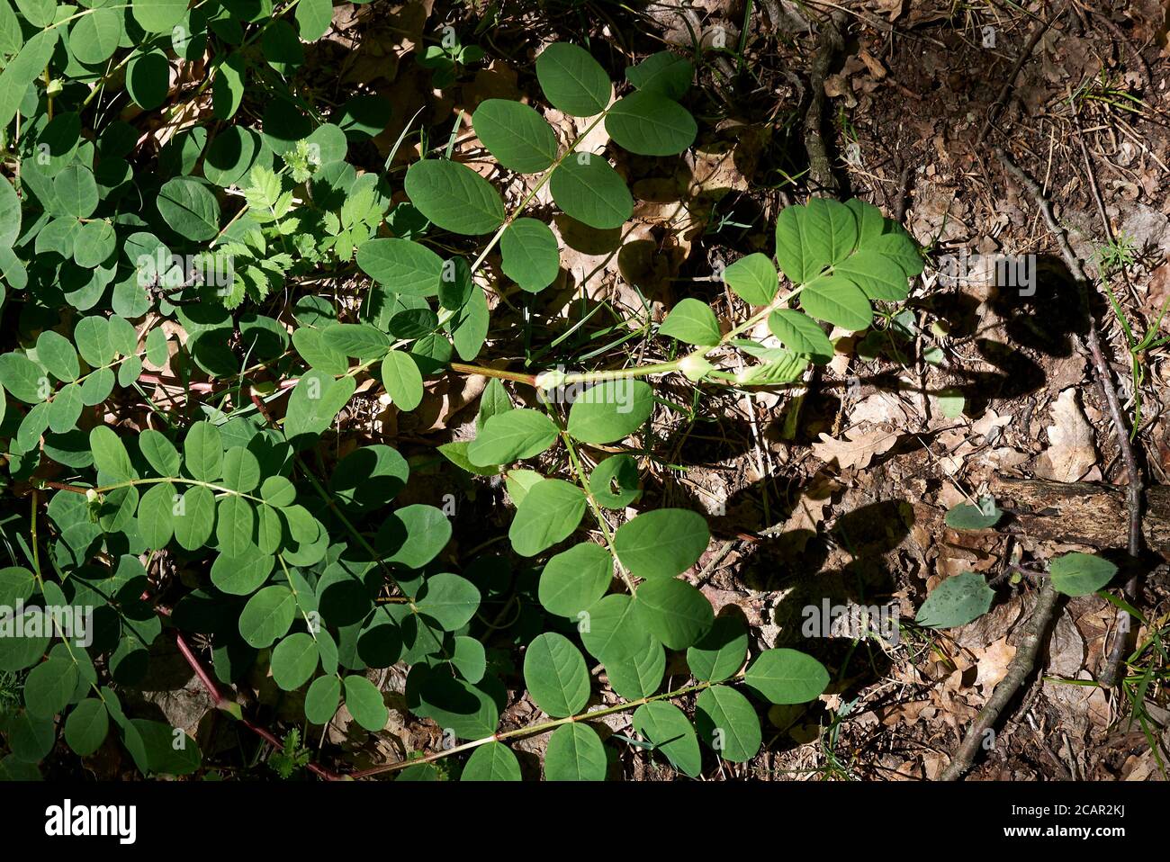 Pale flower vetch hi-res stock photography and images - Alamy