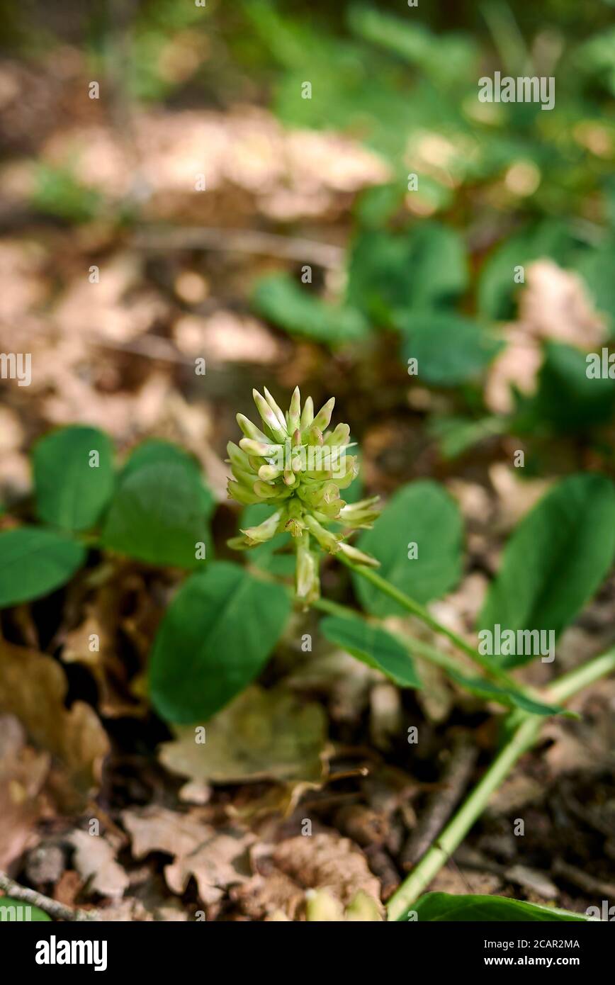 Astragalus glycyphyllos close up with pale yellow inflorescence Stock ...