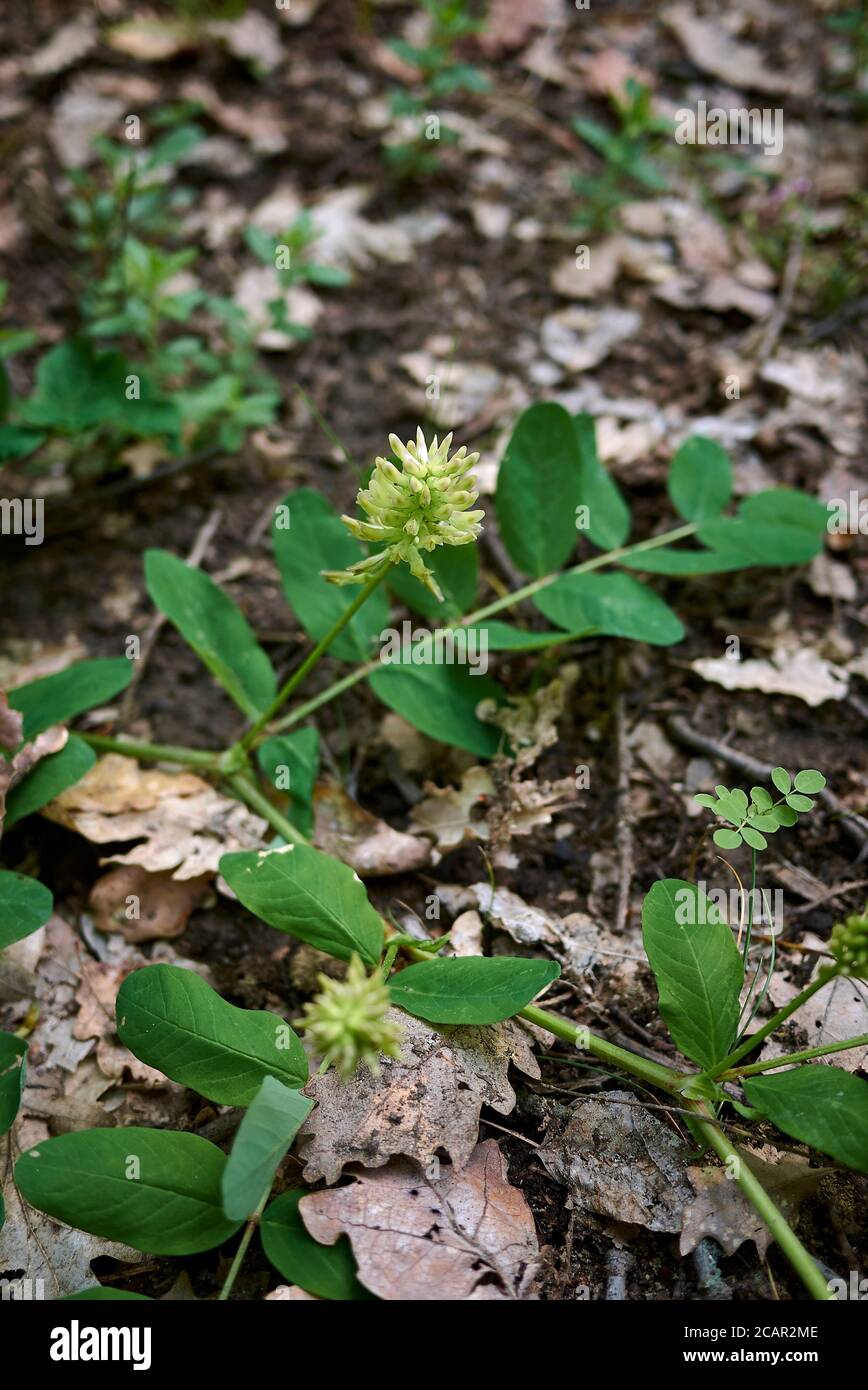 Astragalus glycyphyllos close up with pale yellow inflorescence Stock ...