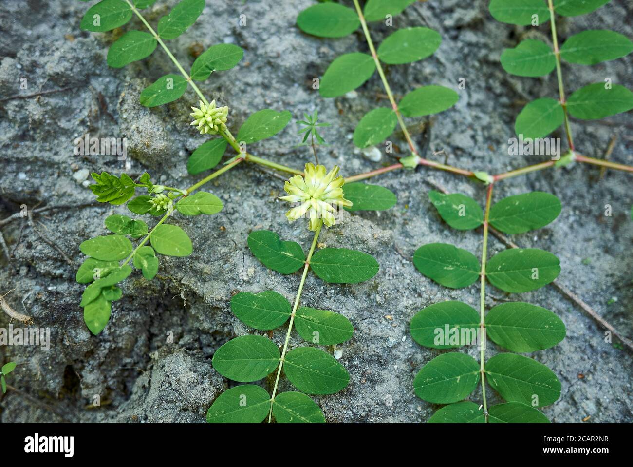 Astragalus glycyphyllos close up with pale yellow inflorescence Stock ...