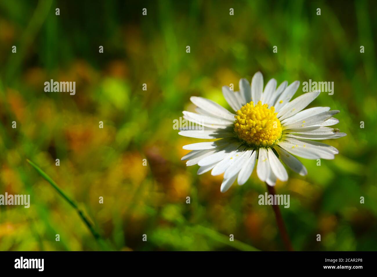 Daisy flower hi-res stock photography and images - Alamy