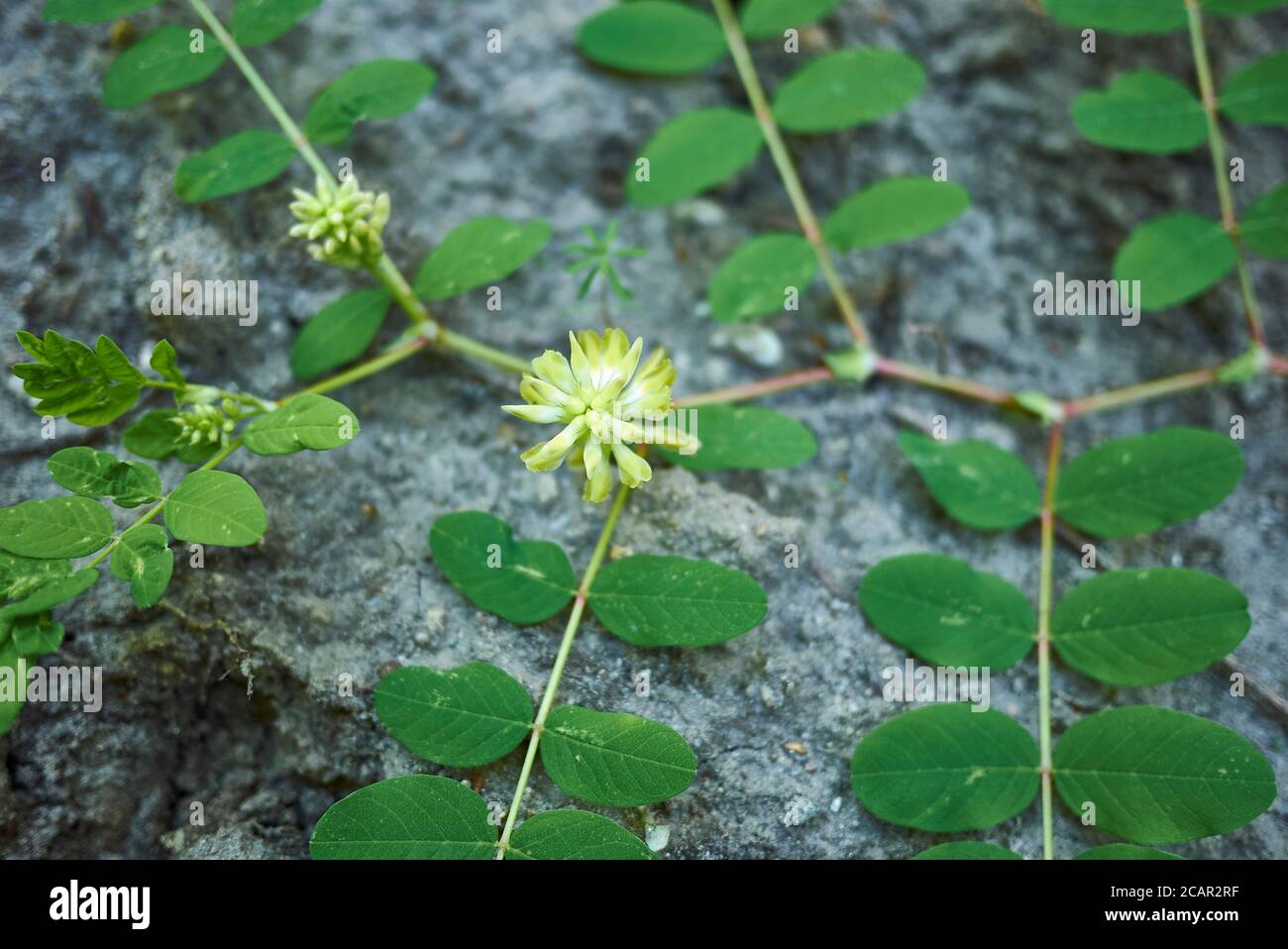 Astragalus glycyphyllos close up with pale yellow inflorescence Stock ...