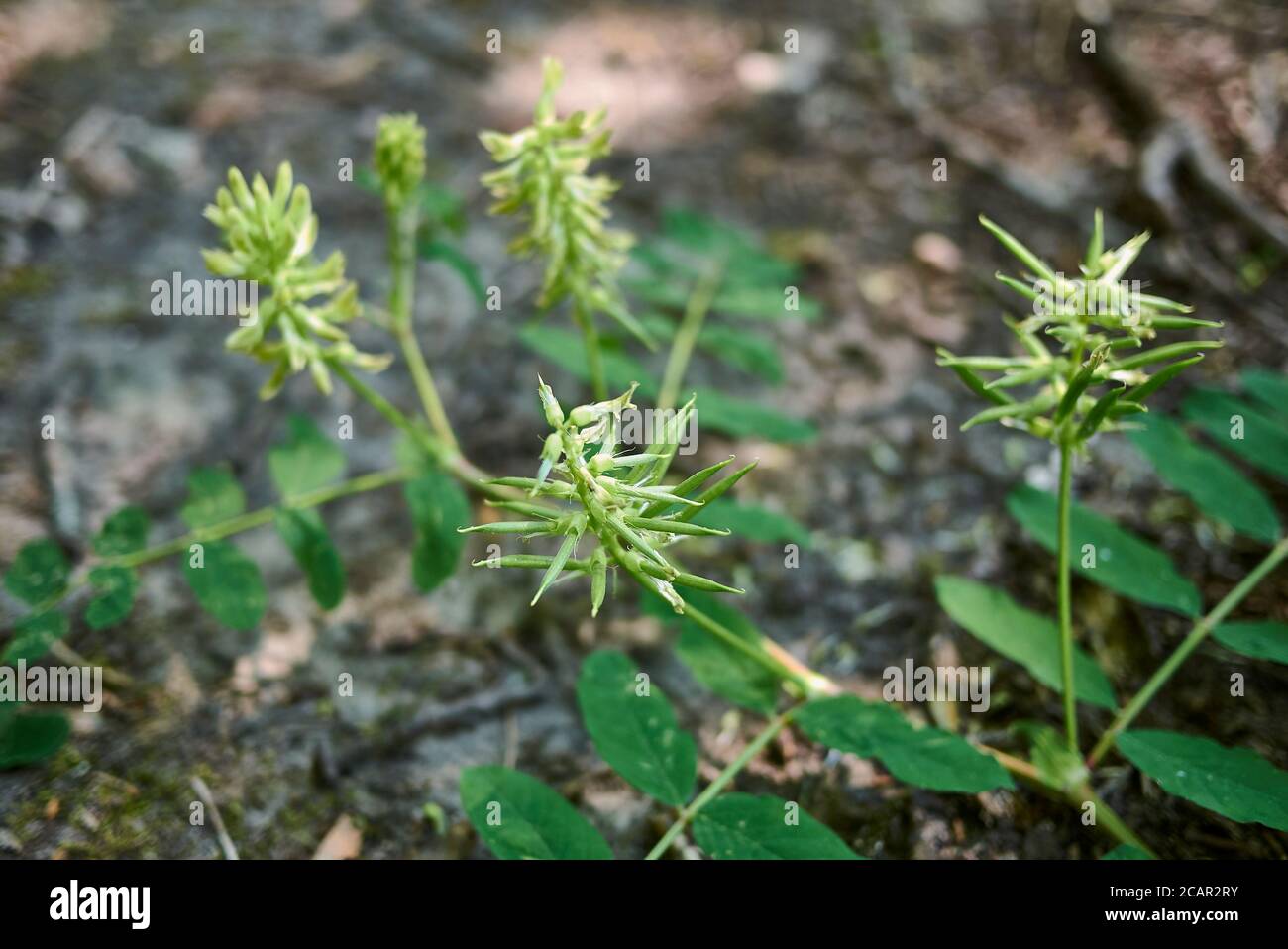 Astragalus glycyphyllos close up with pale yellow inflorescence Stock ...