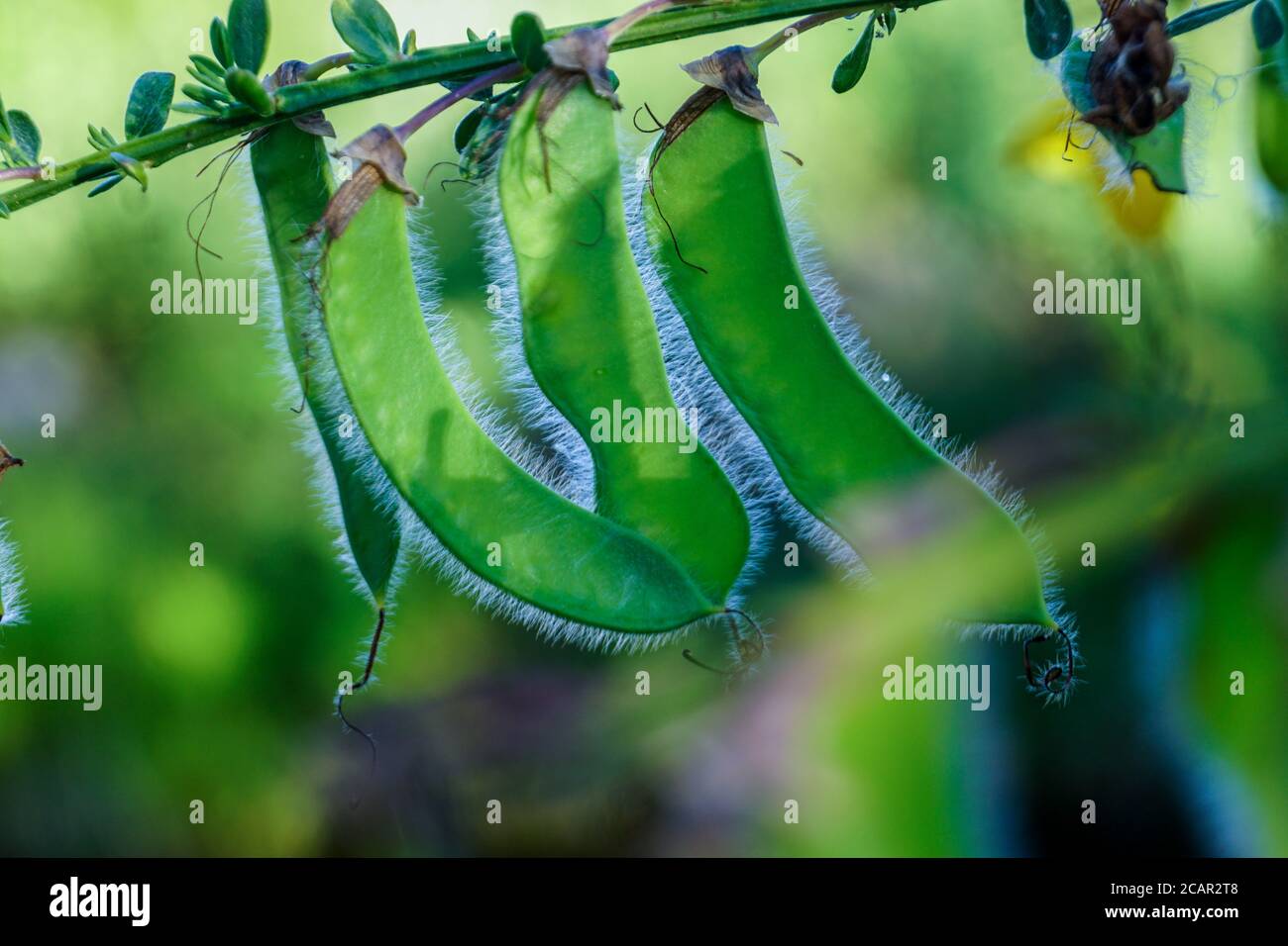 Four seeds hi-res stock photography and images - Alamy