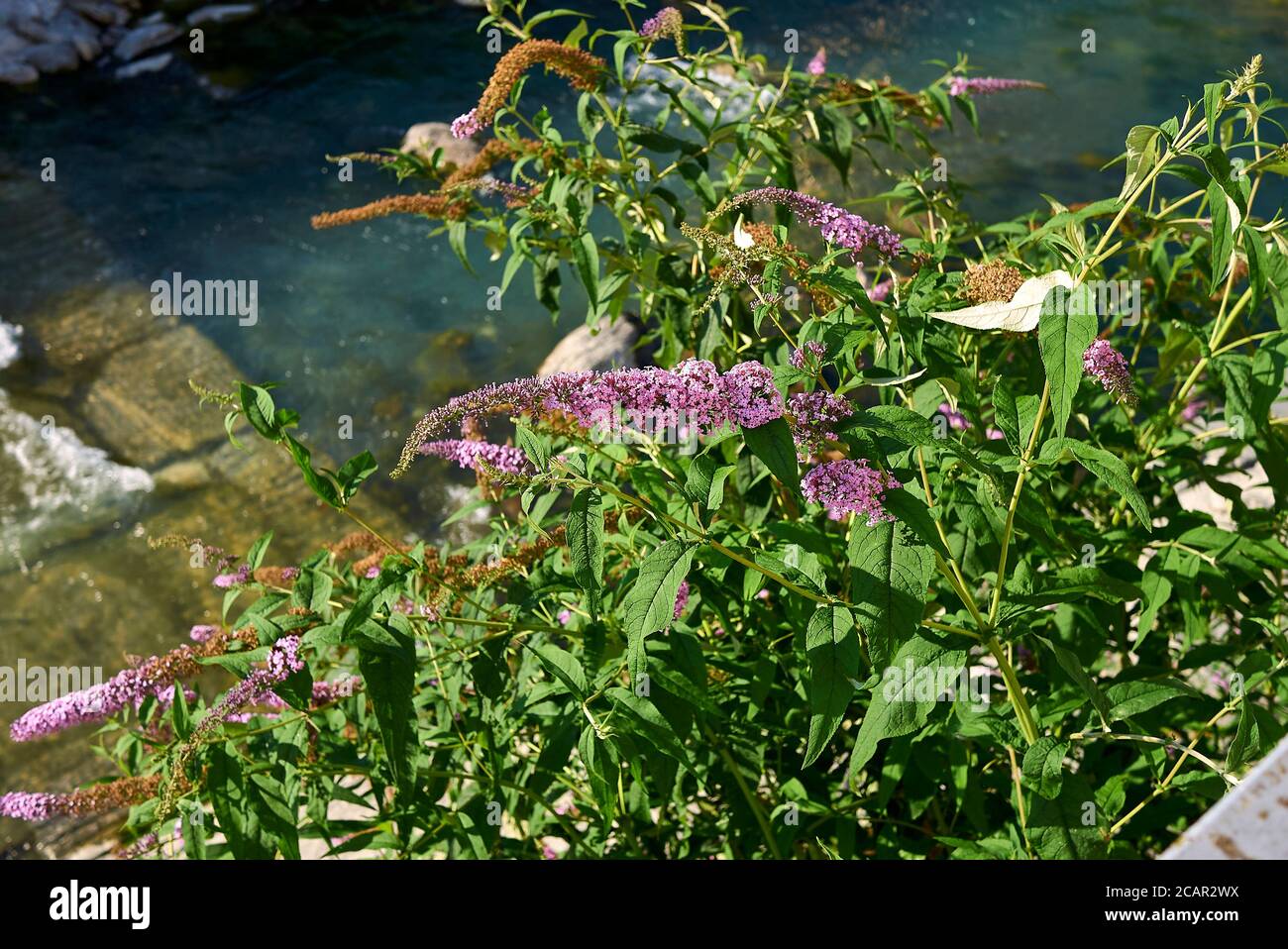 Buddleja shrub in bloom Stock Photo - Alamy