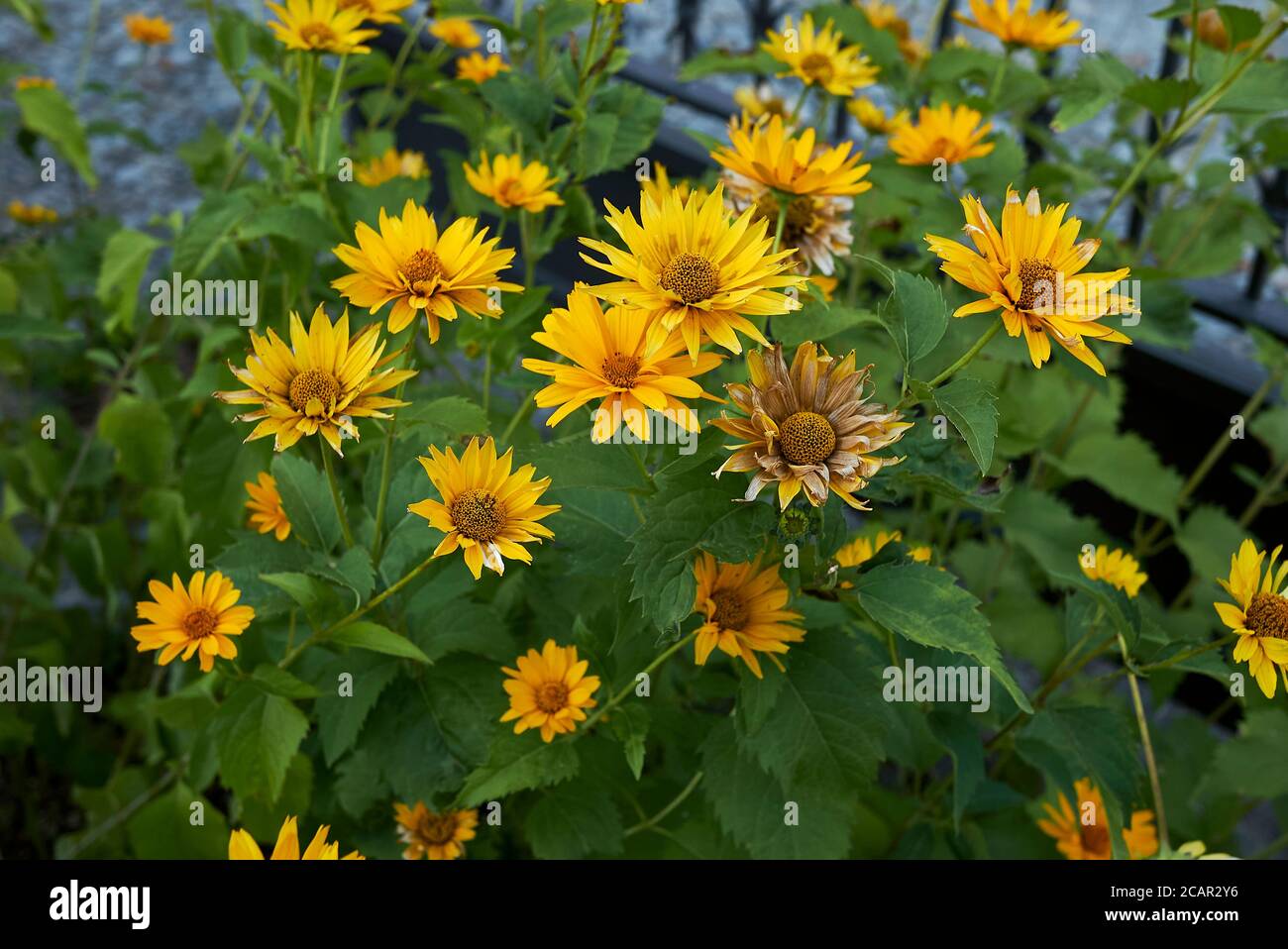Rough heliopsis hi-res stock photography and images - Alamy