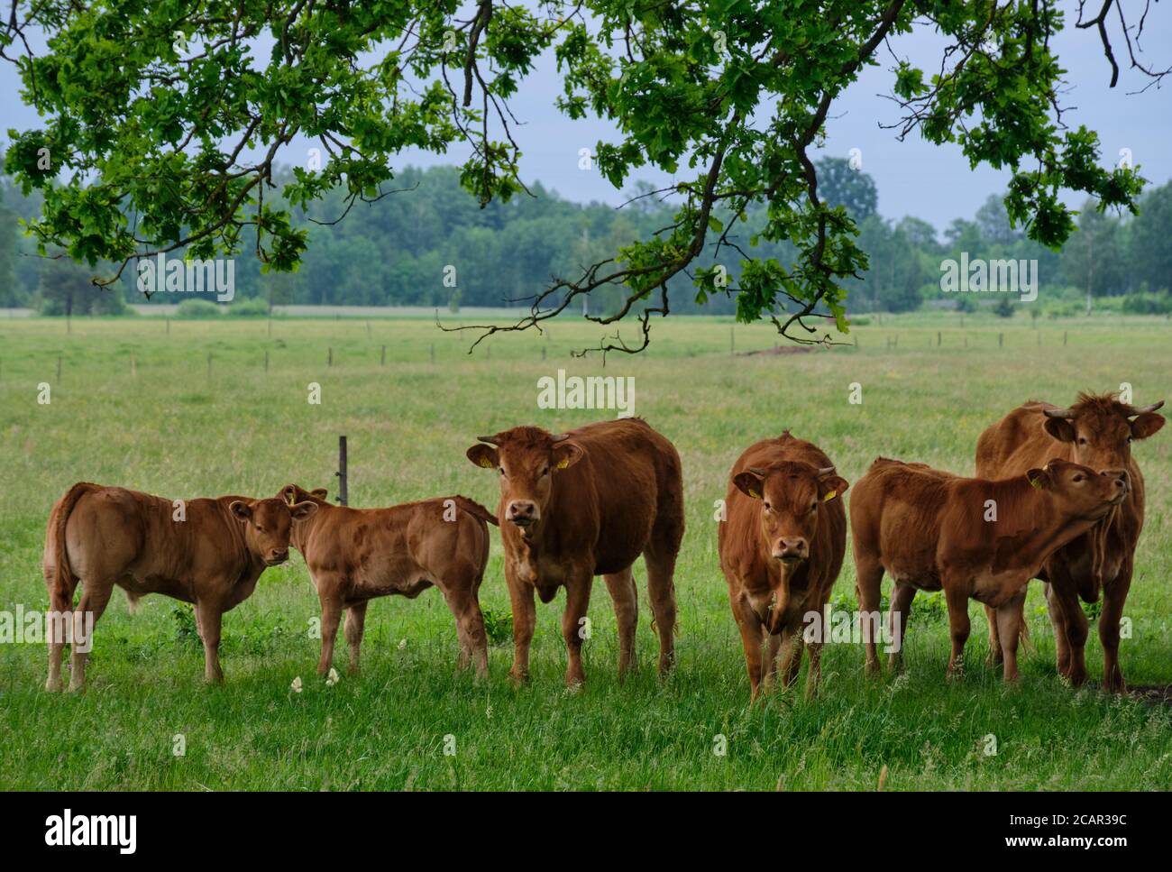 Cows Under Tree High Resolution Stock Photography and Images - Alamy