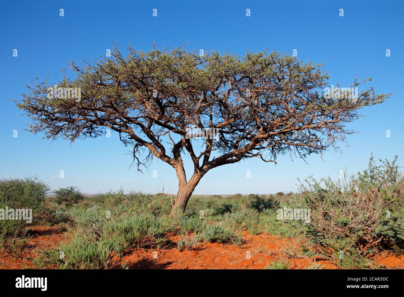 African southern africa hi-res stock photography and images - Alamy