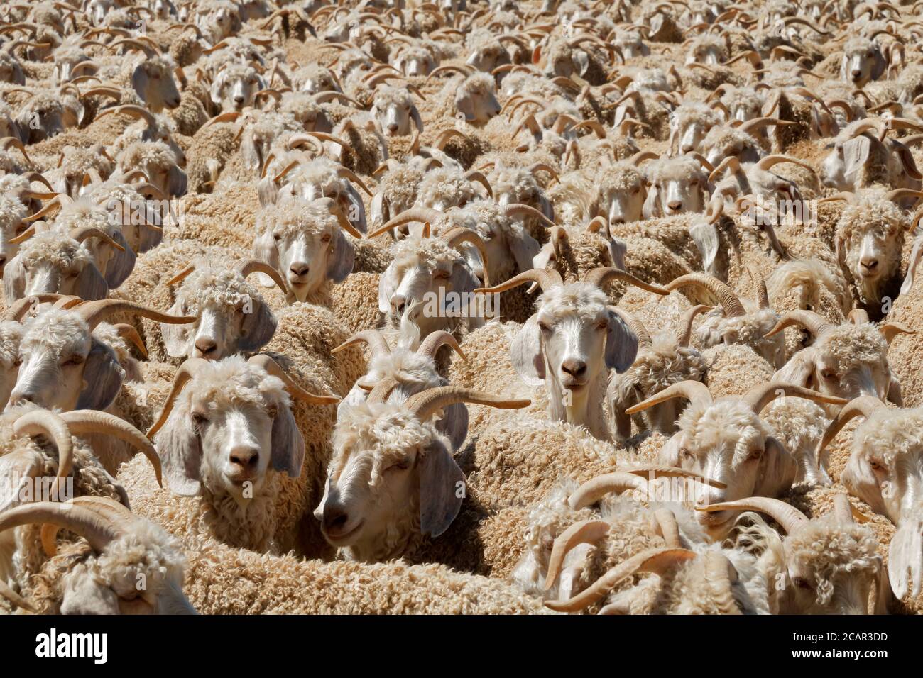 Angora goats crammed in a paddock on a rural South African farm Stock ...