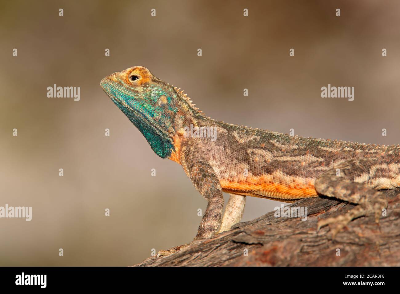 Male ground agama (Agama aculeata) in bright breeding colors, Kalahari ...