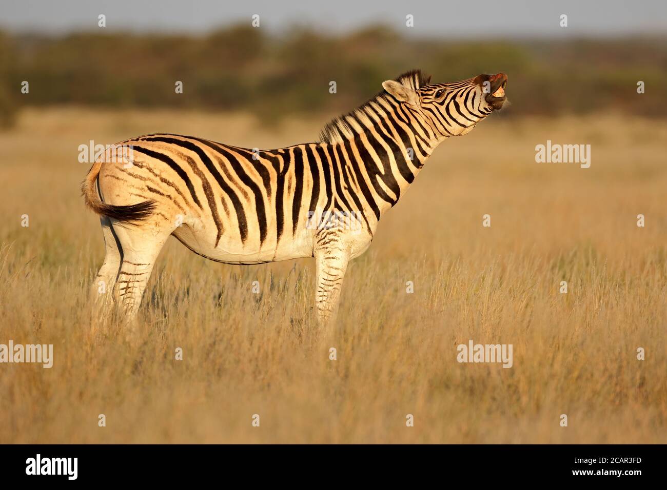 Grassland animals hi-res stock photography and images - Alamy