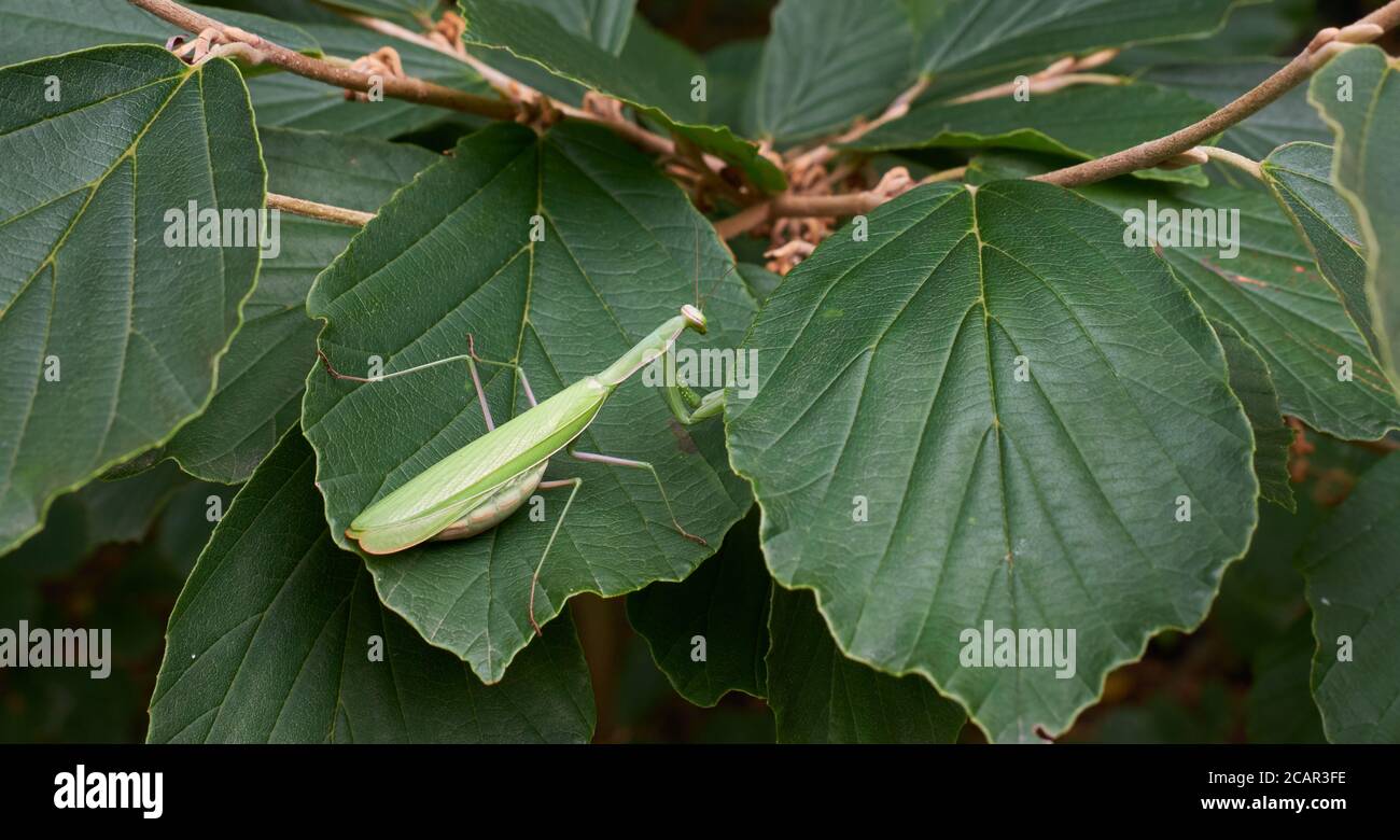 Female European Mantis (Mantis religiosa) close up, Podlasie Region ...