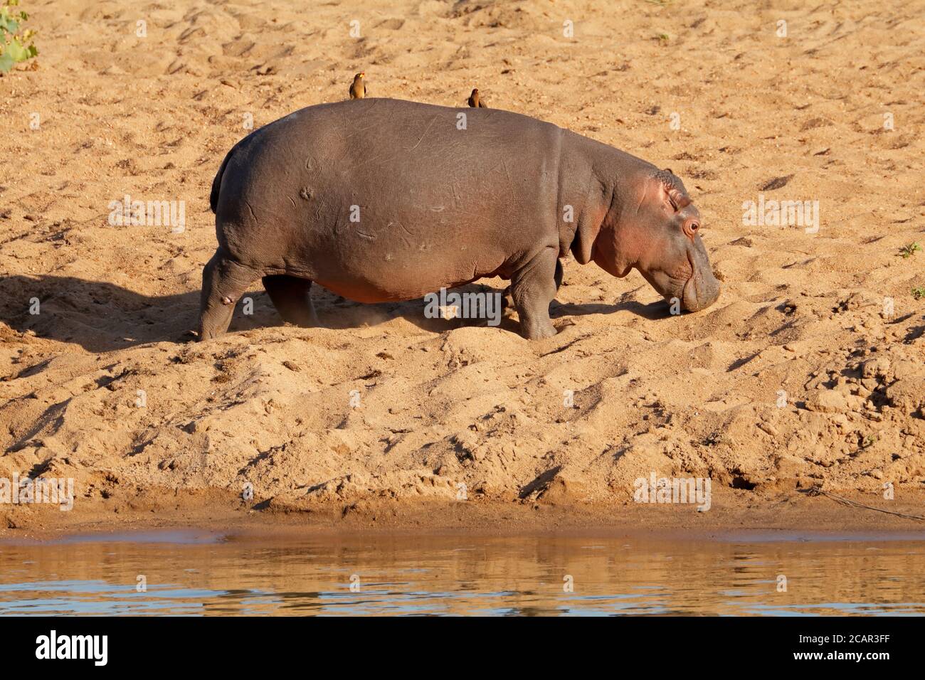 A hippo (Hippopotamus amphibius) walking on land, Kruger National Park ...