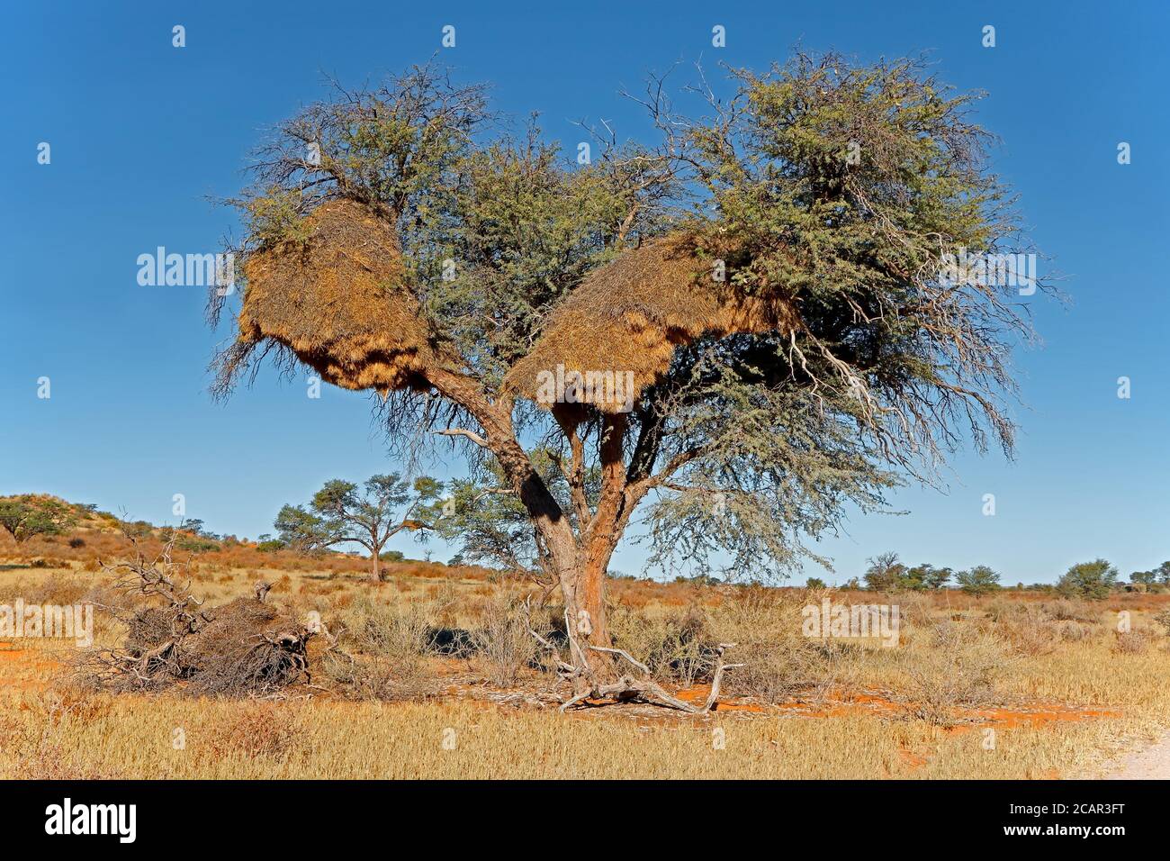 Communal nest sociable weaver birds hi-res stock photography and images ...