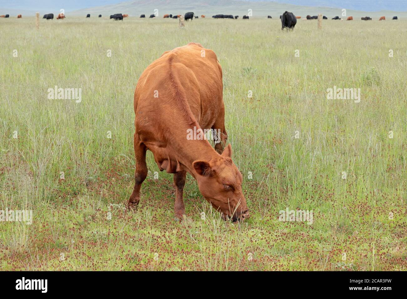 Free range cow hi-res stock photography and images - Alamy