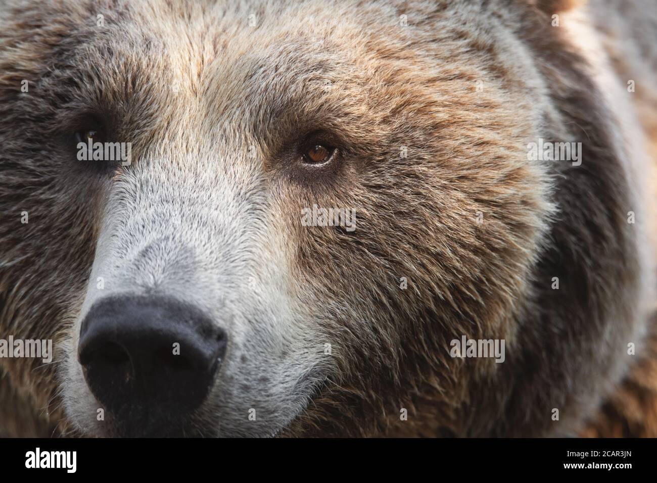 Male grizzly bear face close up hi-res stock photography and images - Alamy
