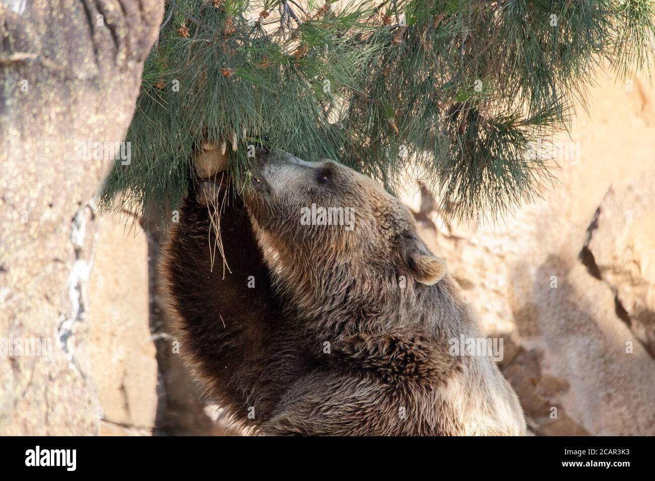 Brown bear standing up trying to eat cones from a pine at sunset Stock ...