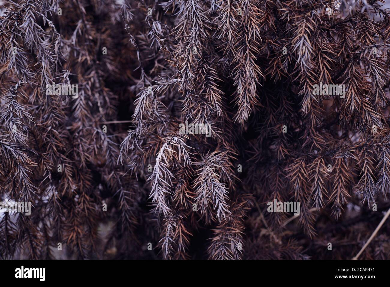 branches with dried needles close-up shot horizontally Stock Photo - Alamy