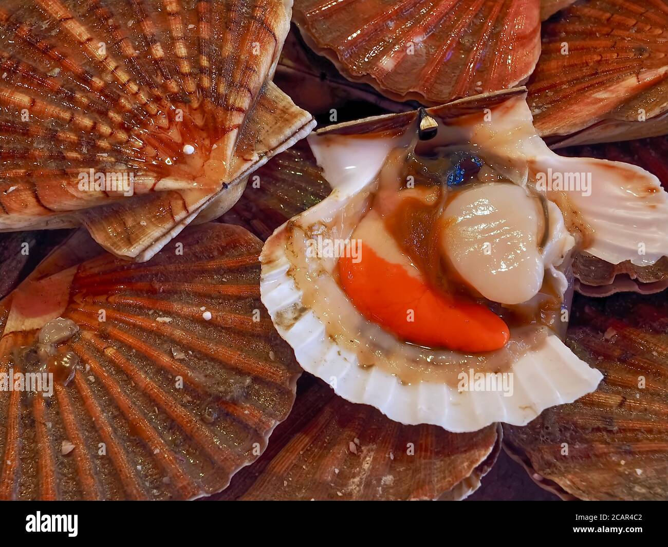 Pile of canestrello shellfish at a gourmet food market Stock Photo - Alamy
