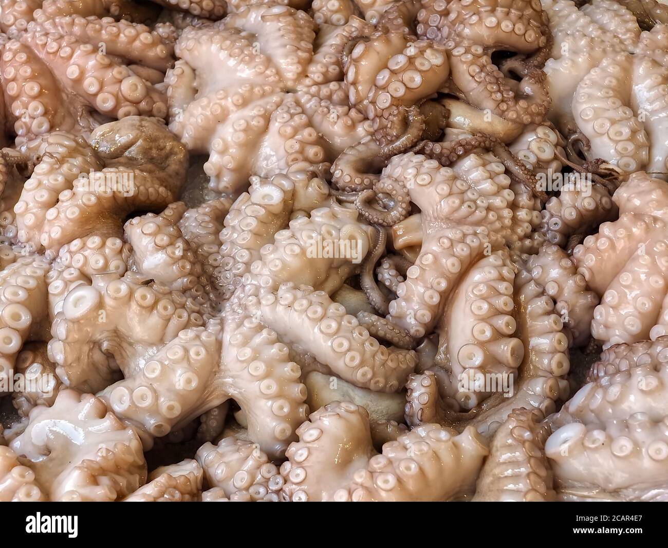 Octopuses ocean hi-res stock photography and images - Alamy