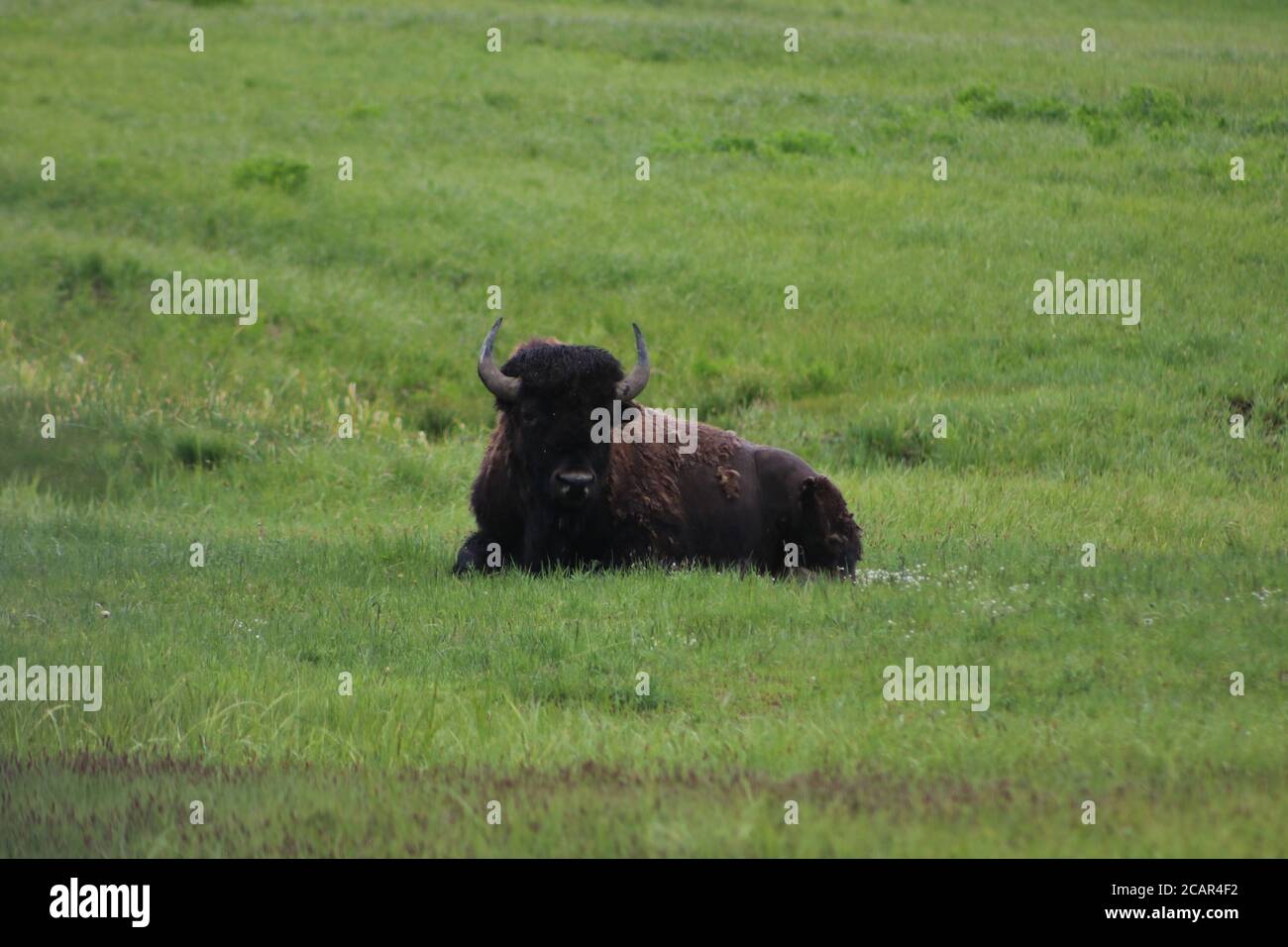 Bison Resting in Field by Joe C Stock Photo - Alamy