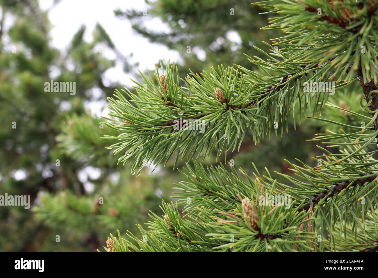 Evergreen needles hi-res stock photography and images - Alamy