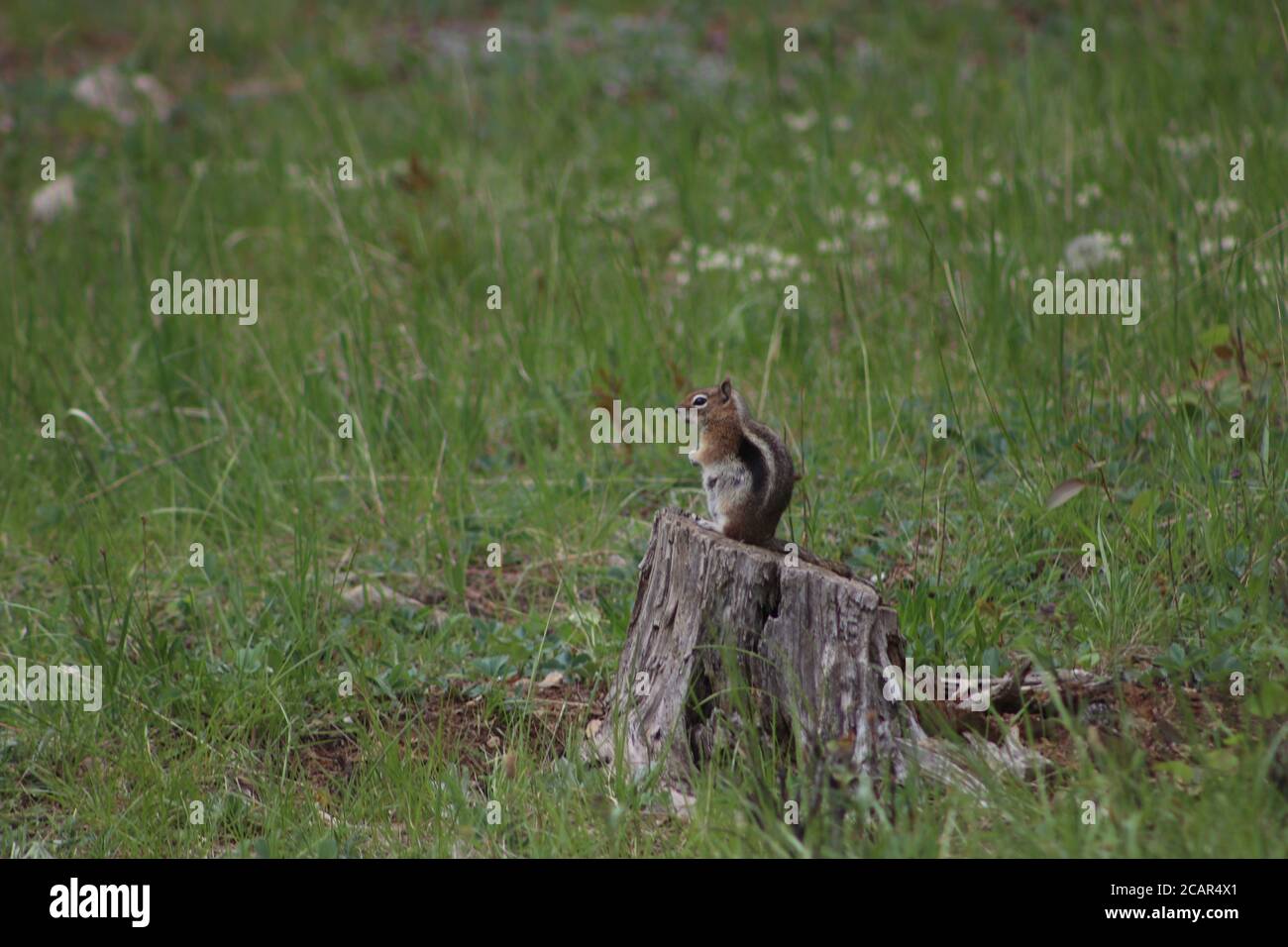 Chipmunk Sitting on Tree Stump by Joe C Stock Photo - Alamy