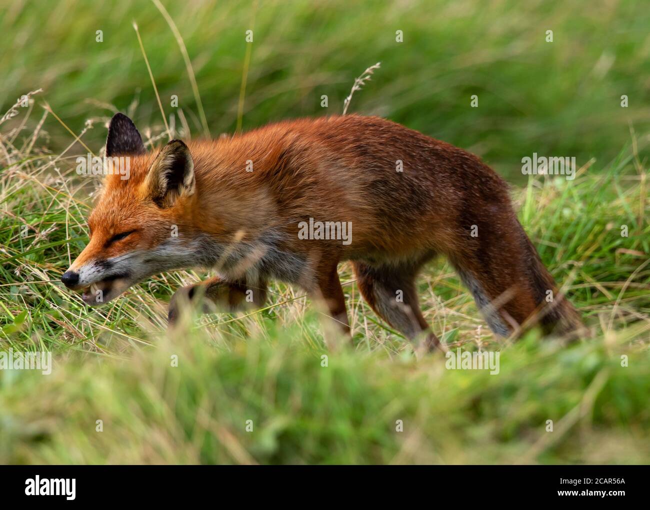 Red Fox hunting in the newly mown hay Stock Photo - Alamy
